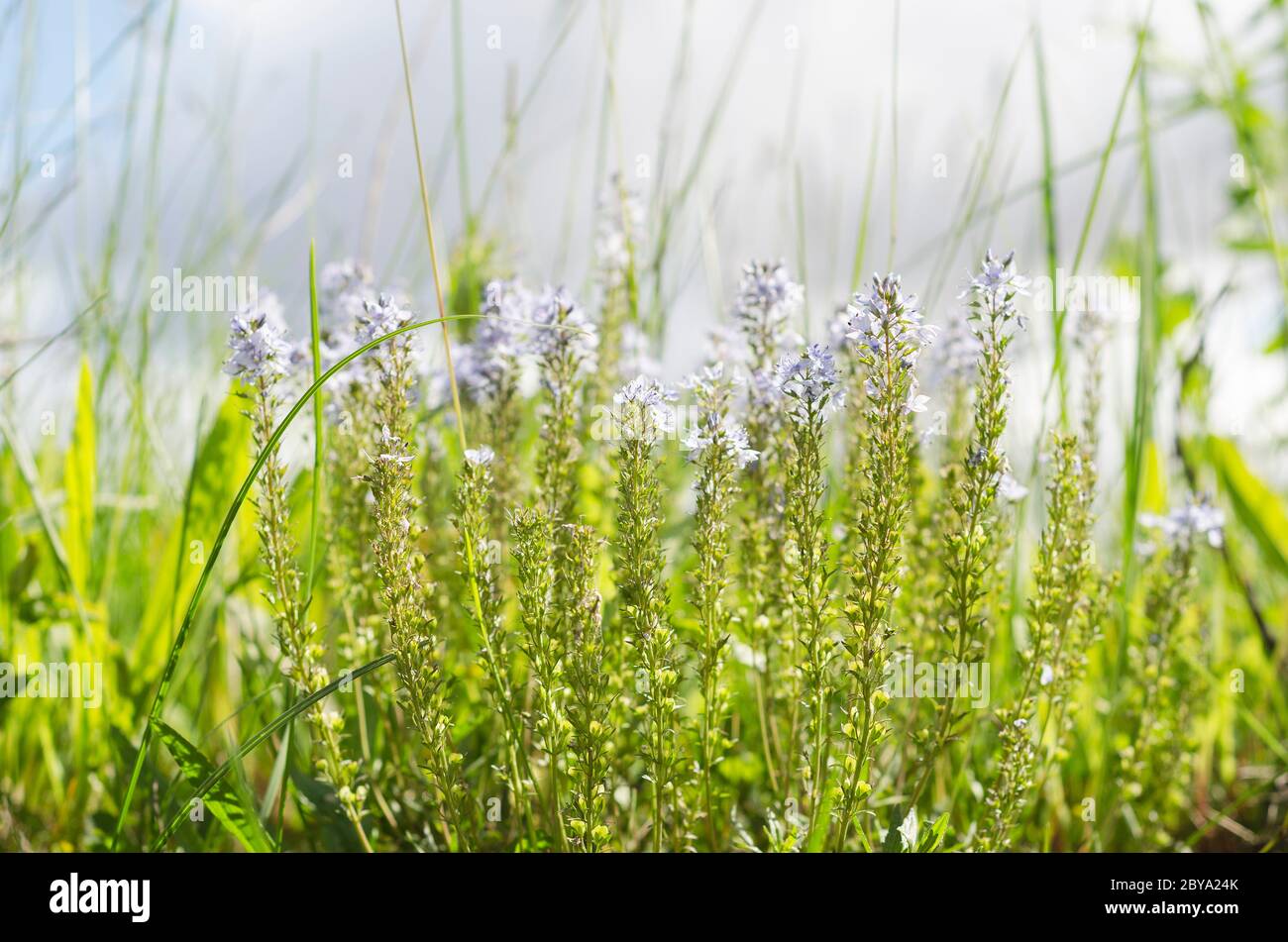 small blue delicate flowers in green foliage 4 Stock Photo - Alamy