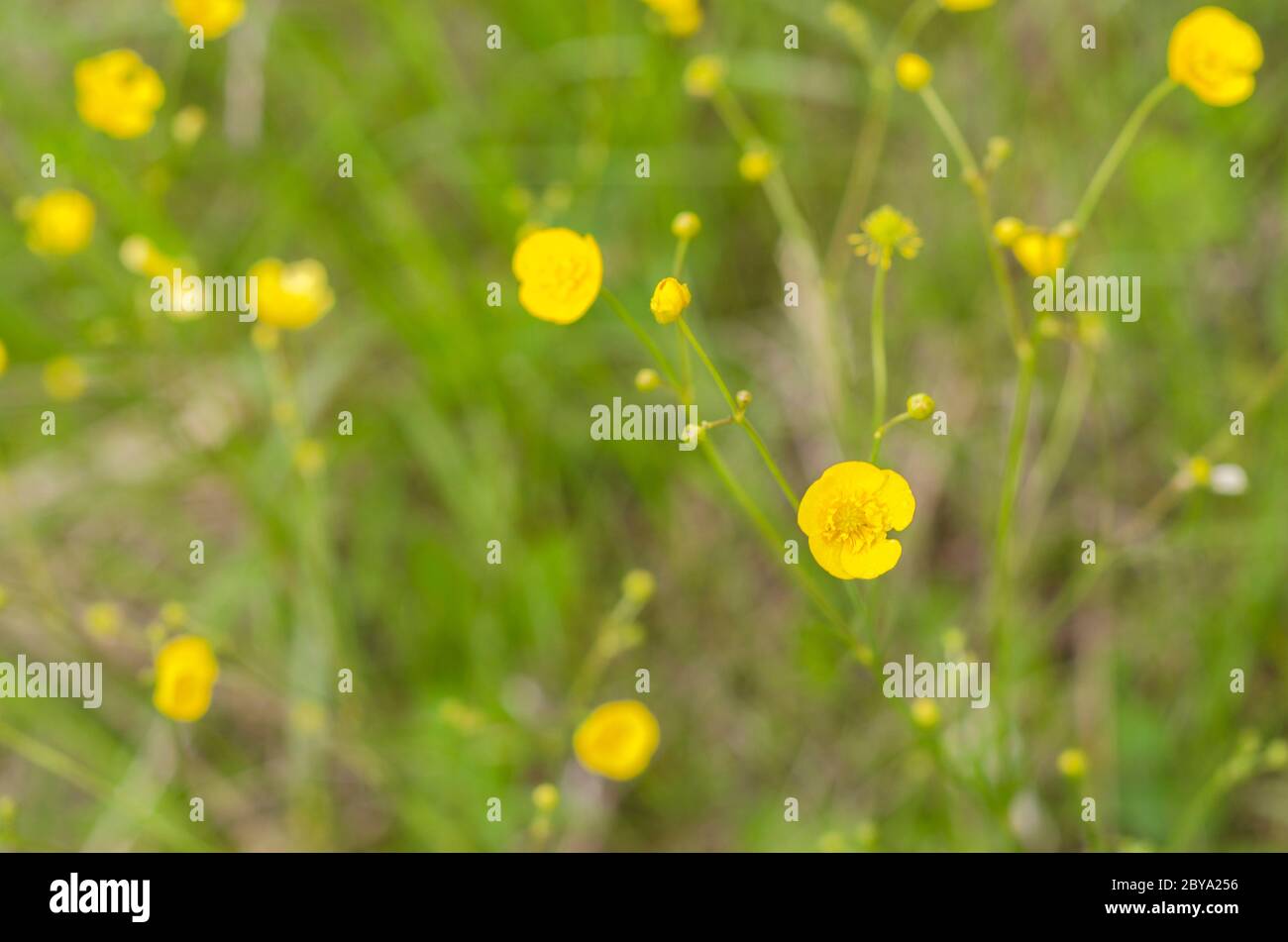 small delicate yellow flowers 2 Stock Photo - Alamy