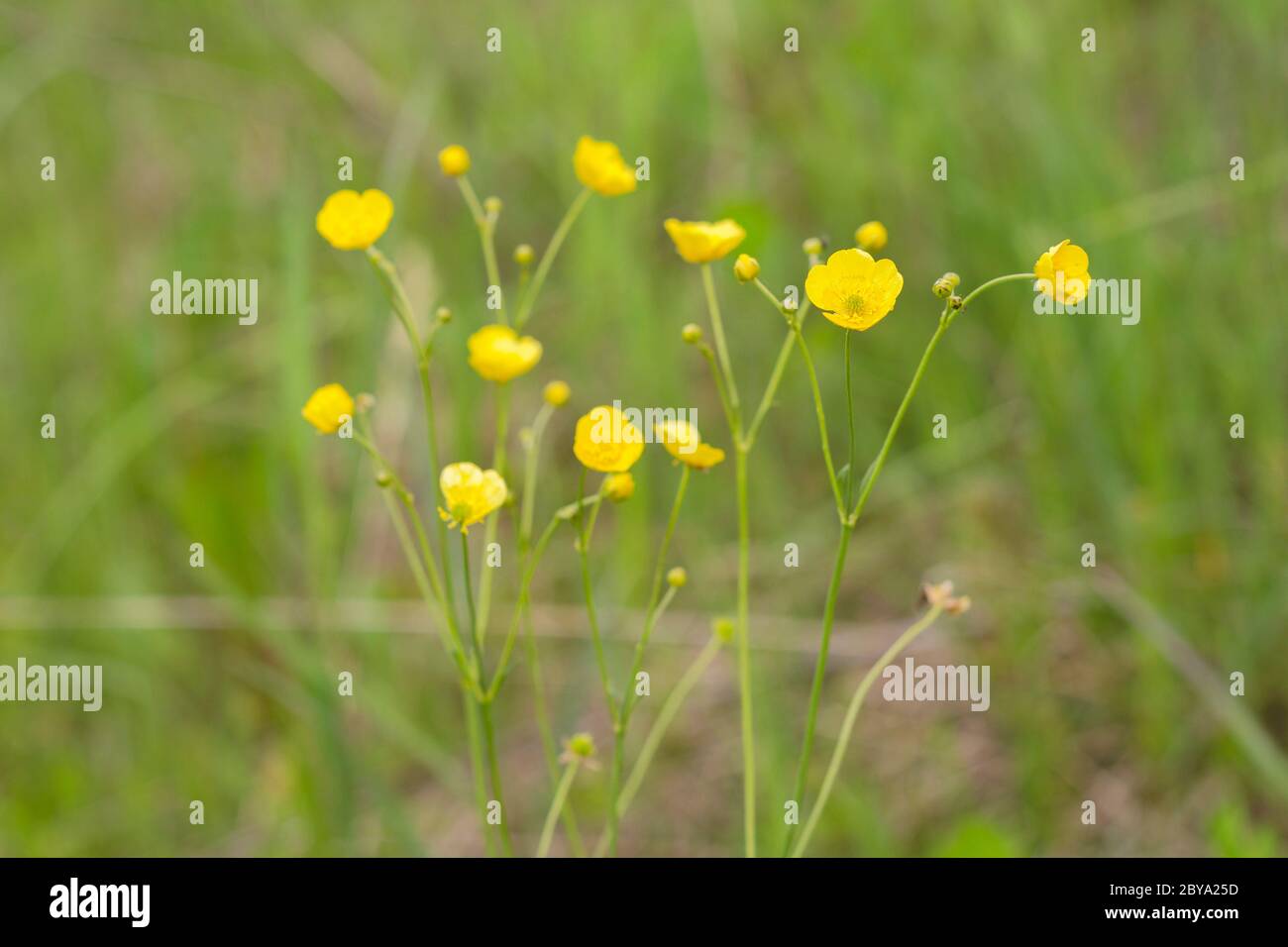 small delicate yellow flowers 4 Stock Photo - Alamy