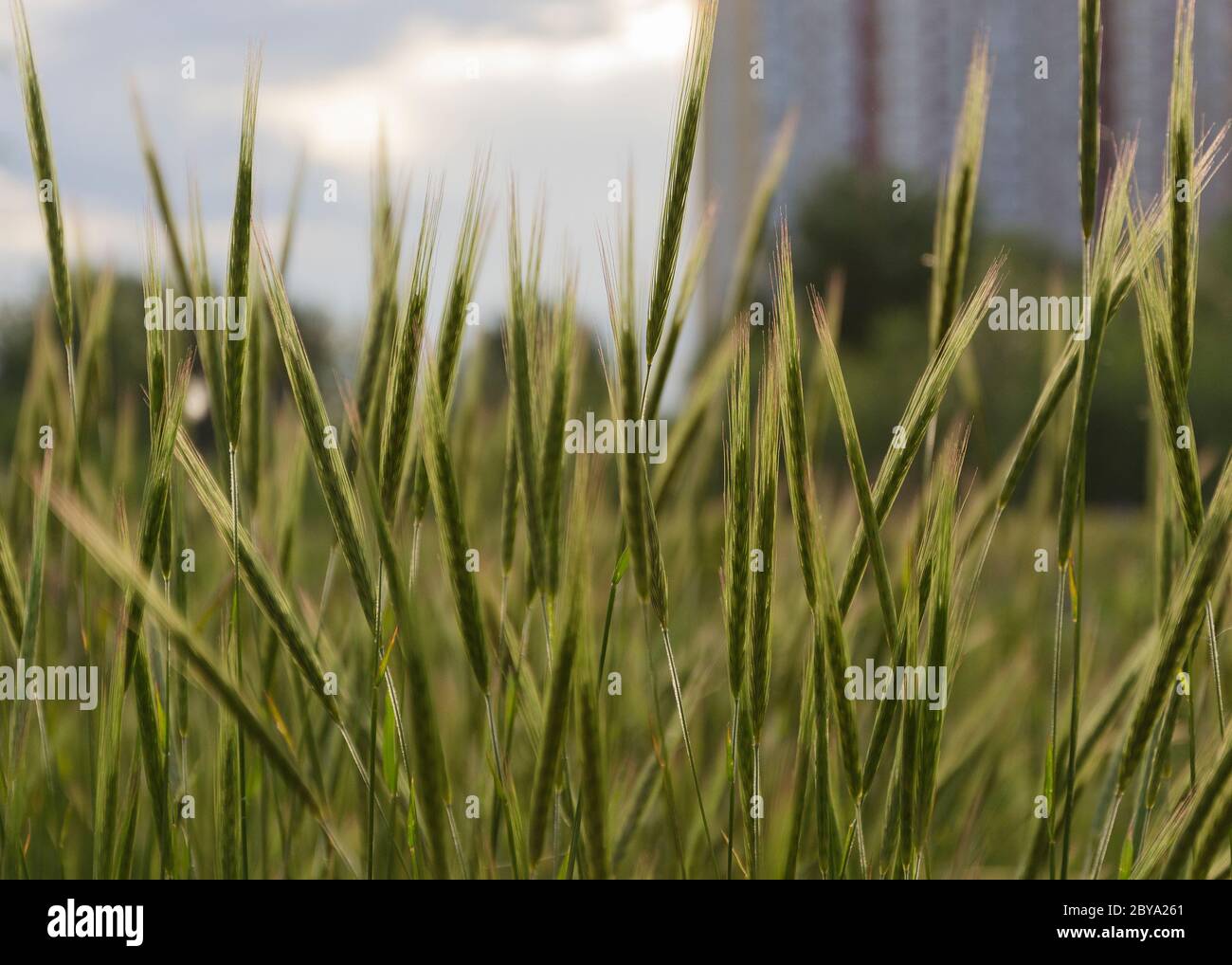Wilted grass hi-res stock photography and images - Alamy