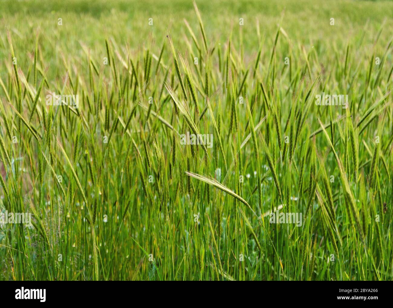 spikelets of grass in the sun 3 Stock Photo - Alamy