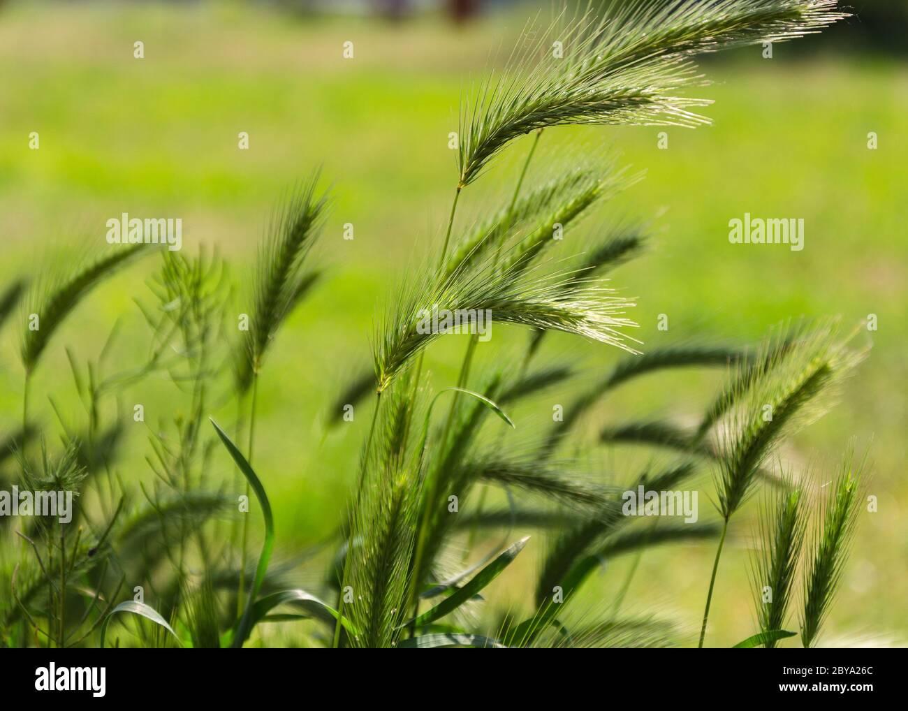 Grass spike spikelets hi-res stock photography and images - Alamy
