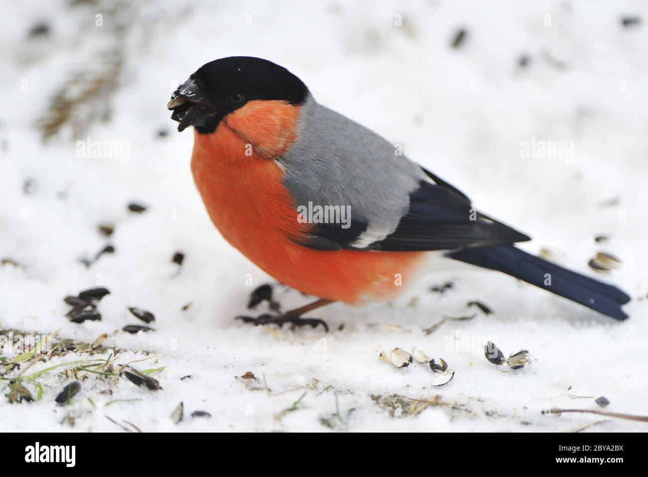Animals eurasian bullfinch bullfinches hi-res stock photography and ...