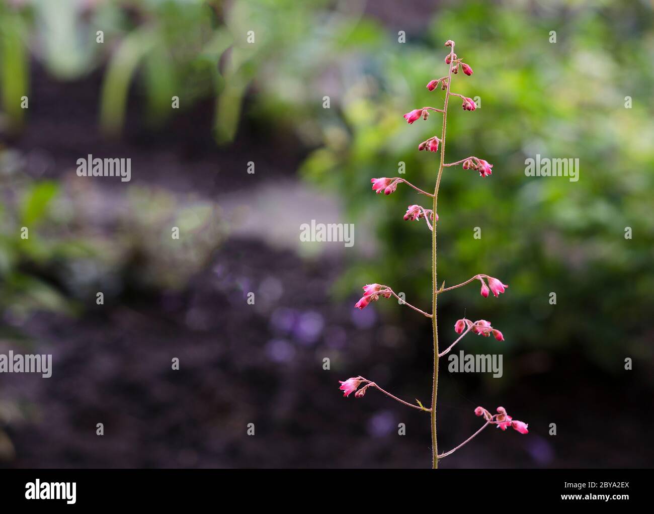 Unblown hi-res stock photography and images - Alamy