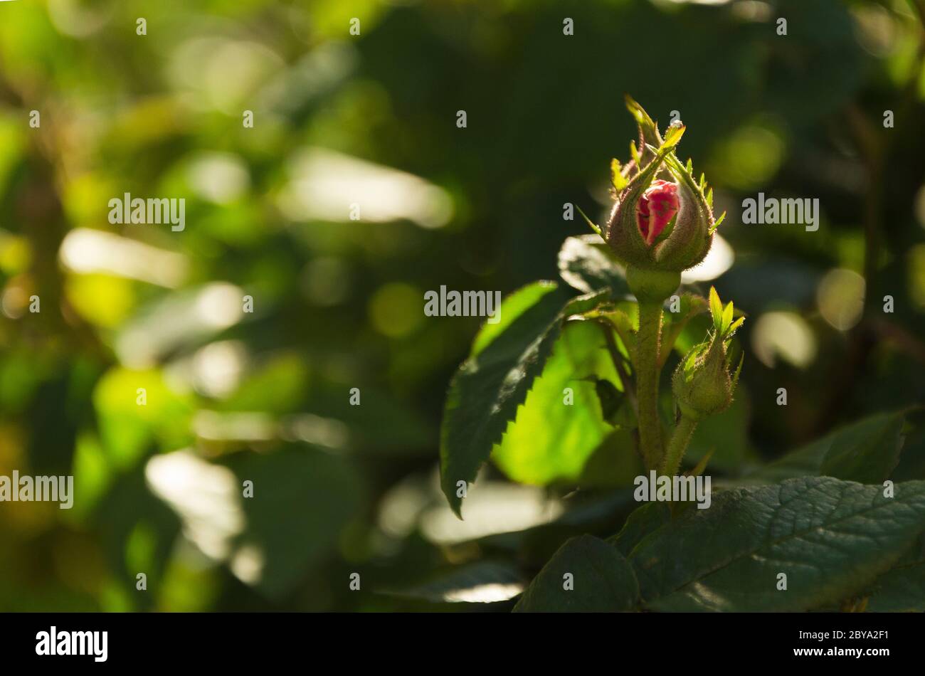 Unopened leaf hi-res stock photography and images - Alamy