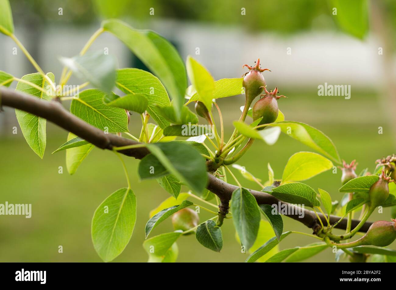 unripe fruits of fruit trees Stock Photo - Alamy