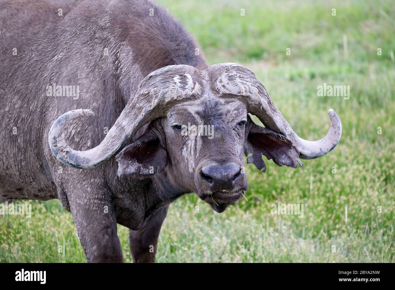 A big buffalo in the grassland of the savannah Stock Photo - Alamy