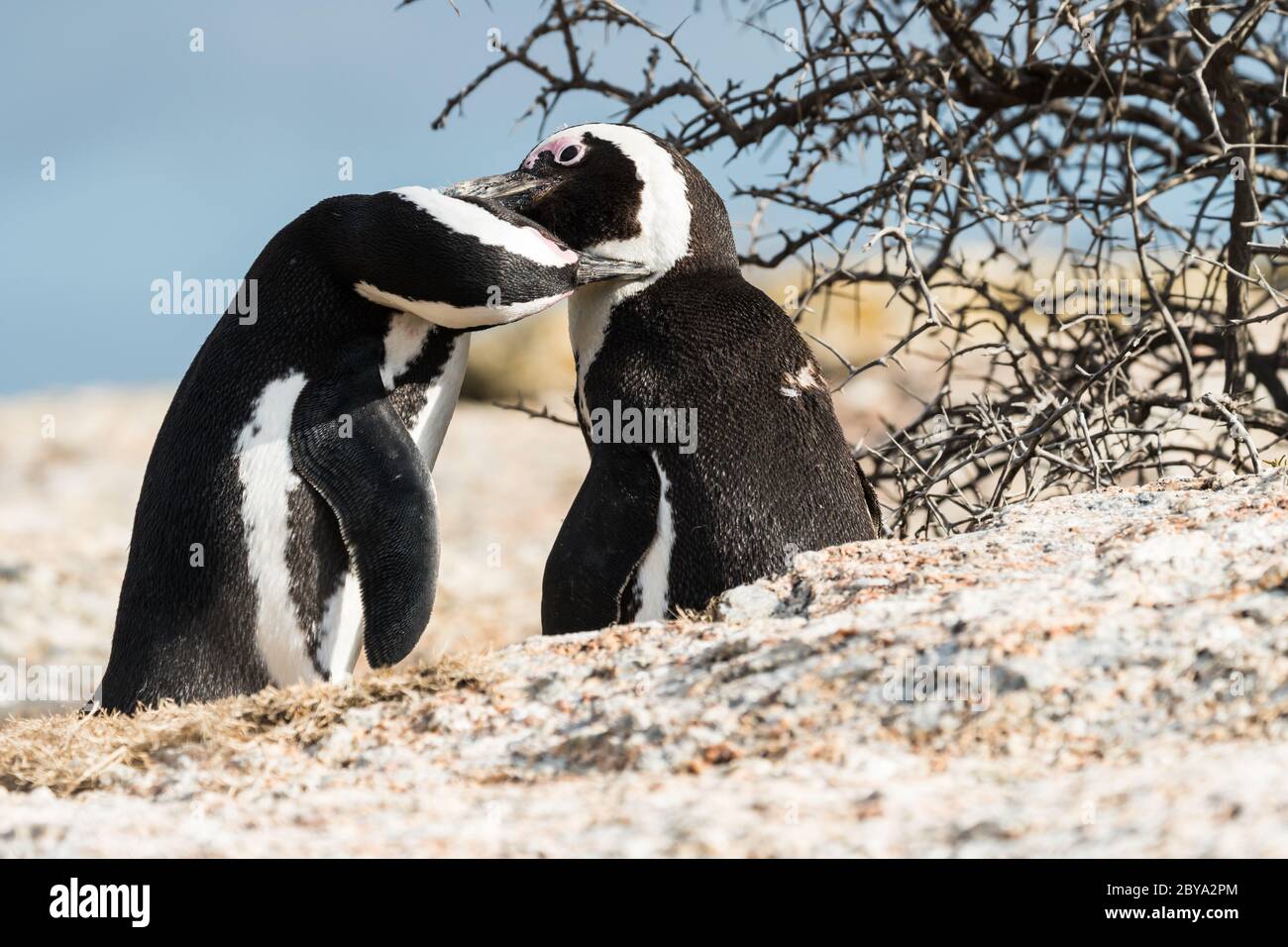 Penguin breeding season hi-res stock photography and images - Alamy
