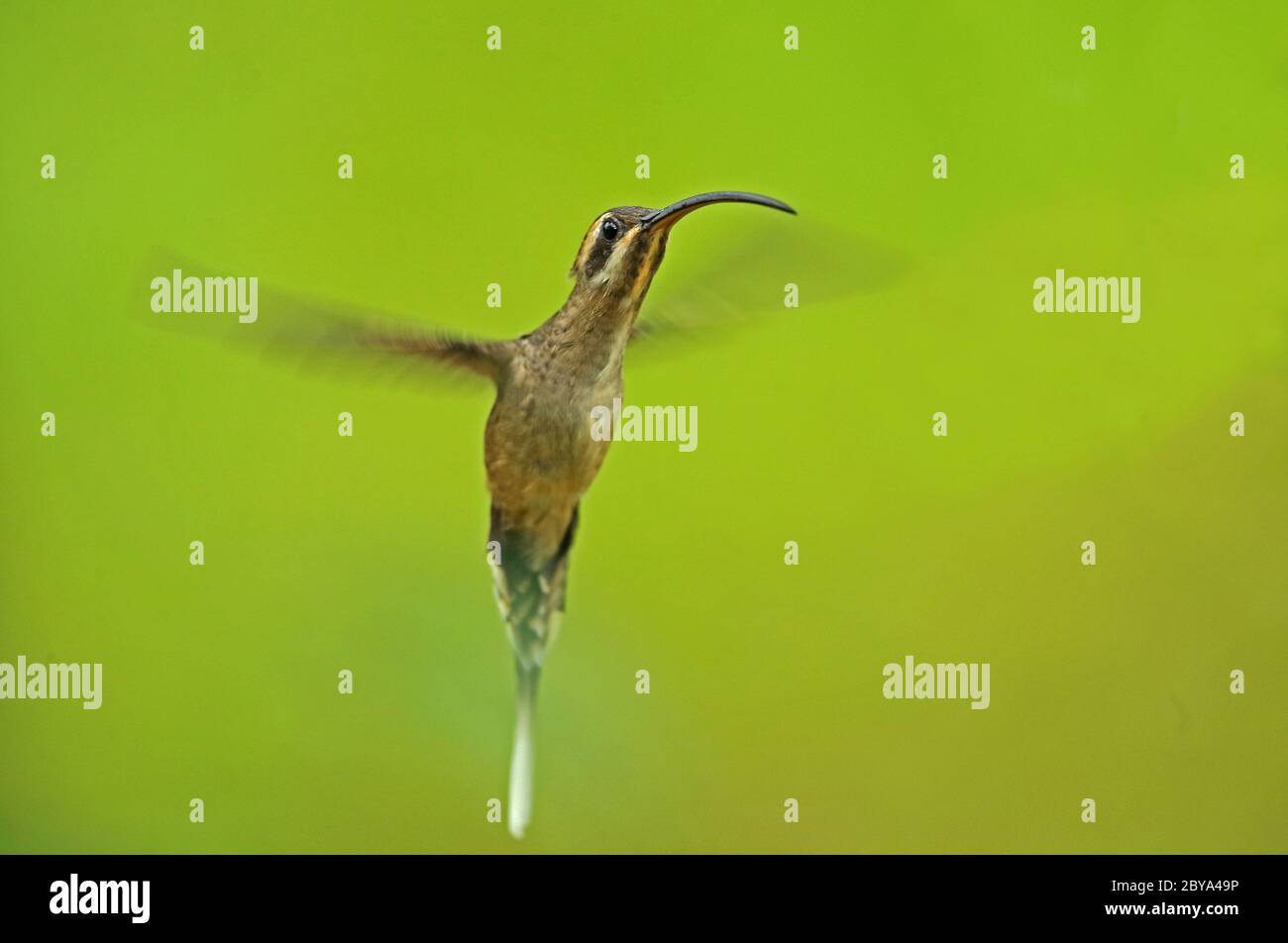 Long-billed Hermit (Phaethornis longirostris longirostris) adult ...