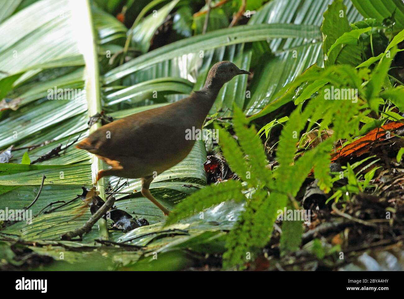 Meserythrus hi-res stock photography and images - Alamy