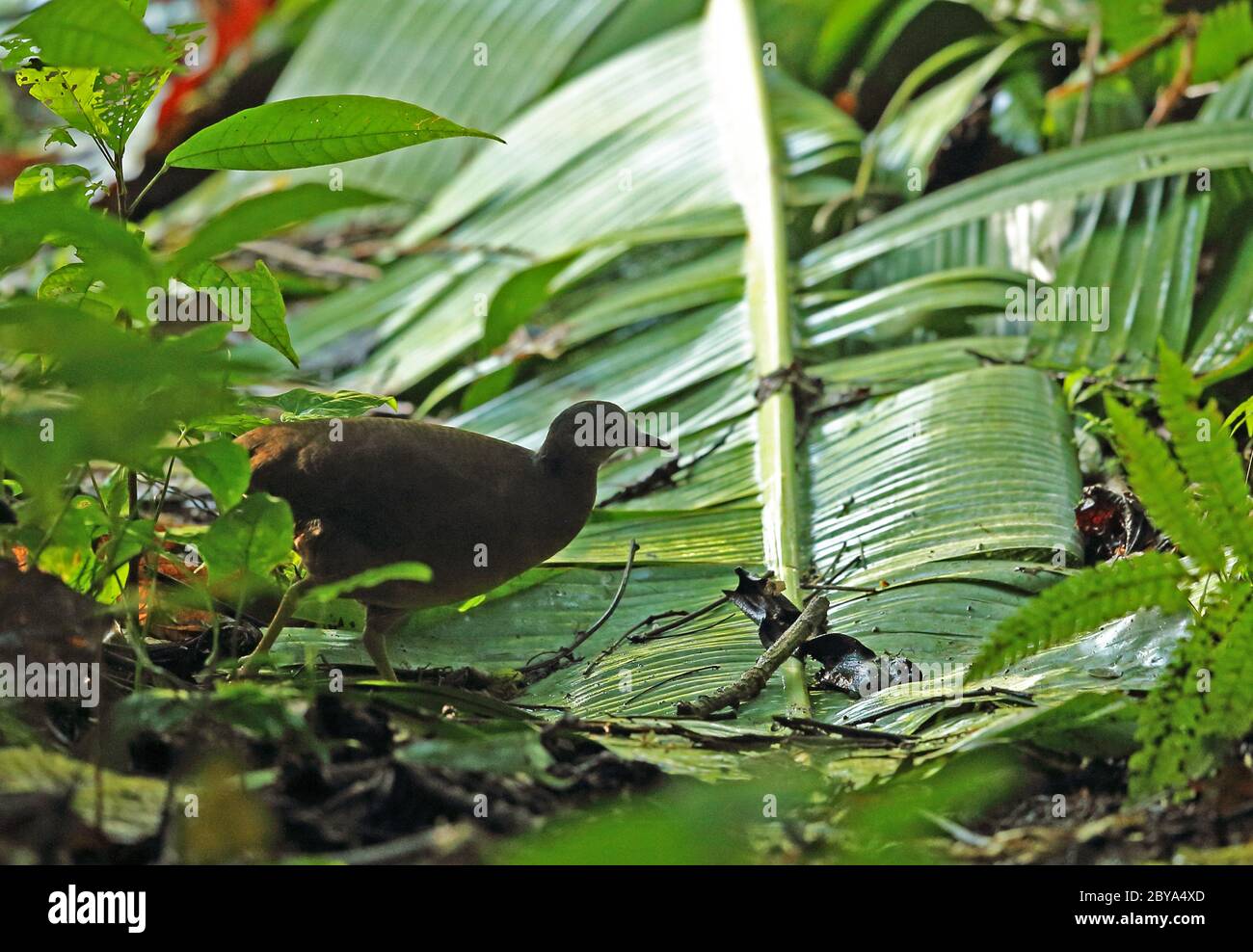 Little Tinamou (Crypturellus soui meserythrus) adult walking through ...
