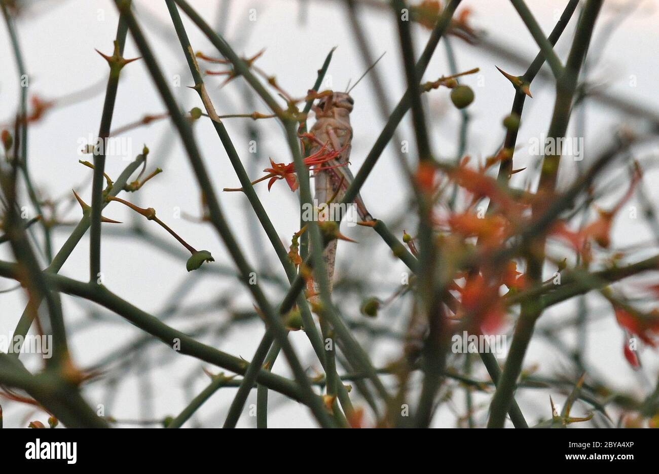 Ocusts hi-res stock photography and images - Alamy