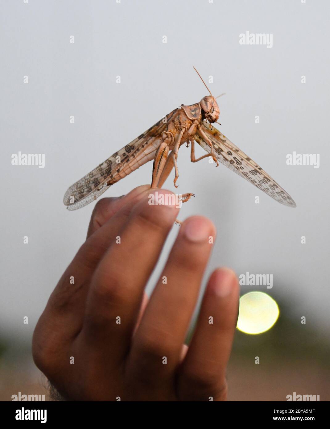 Locust Swarm 2020 High Resolution Stock Photography and Images - Alamy