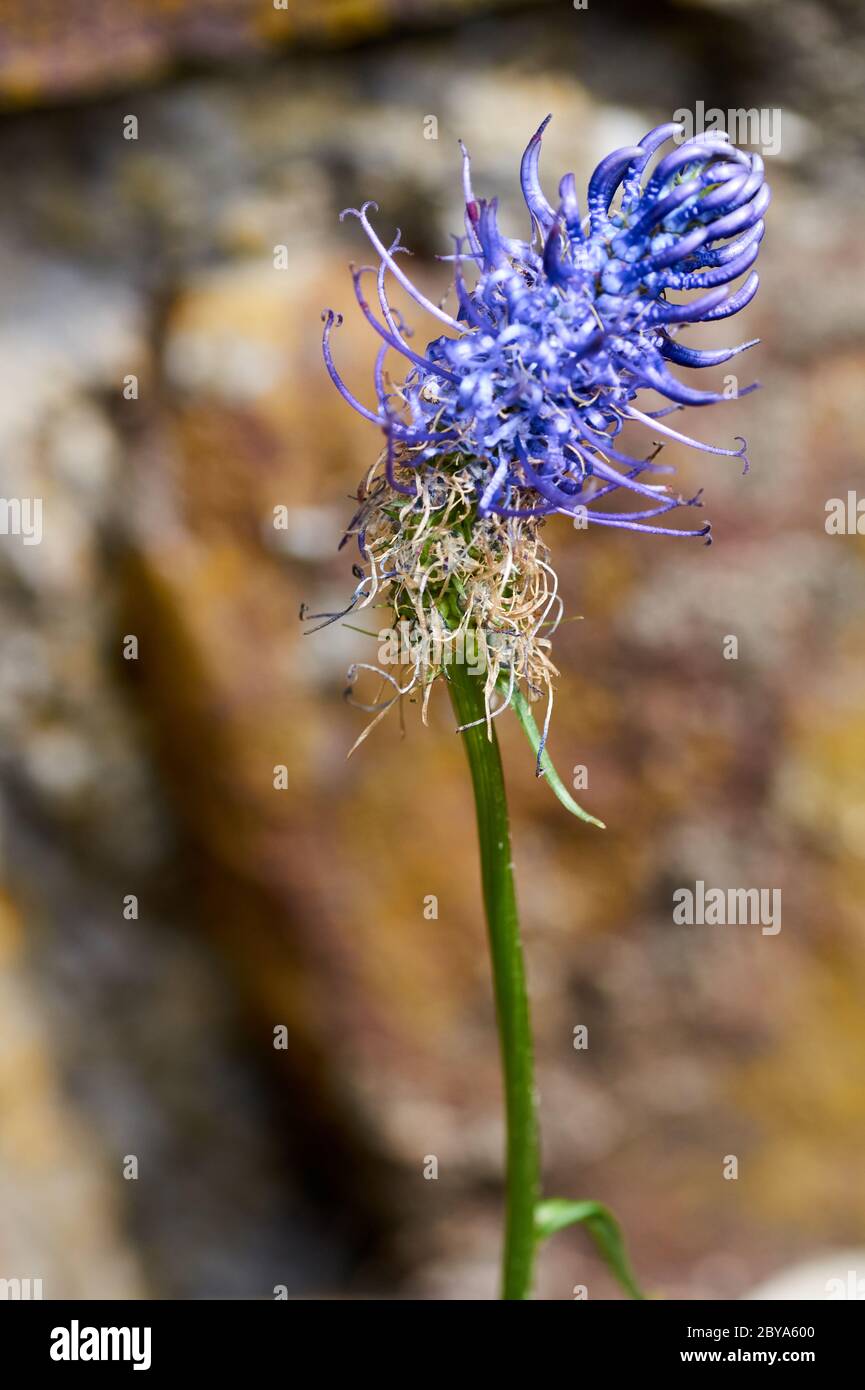 Flower of the black rampion Phyteuma nigrum , a plant in the Alps in ...