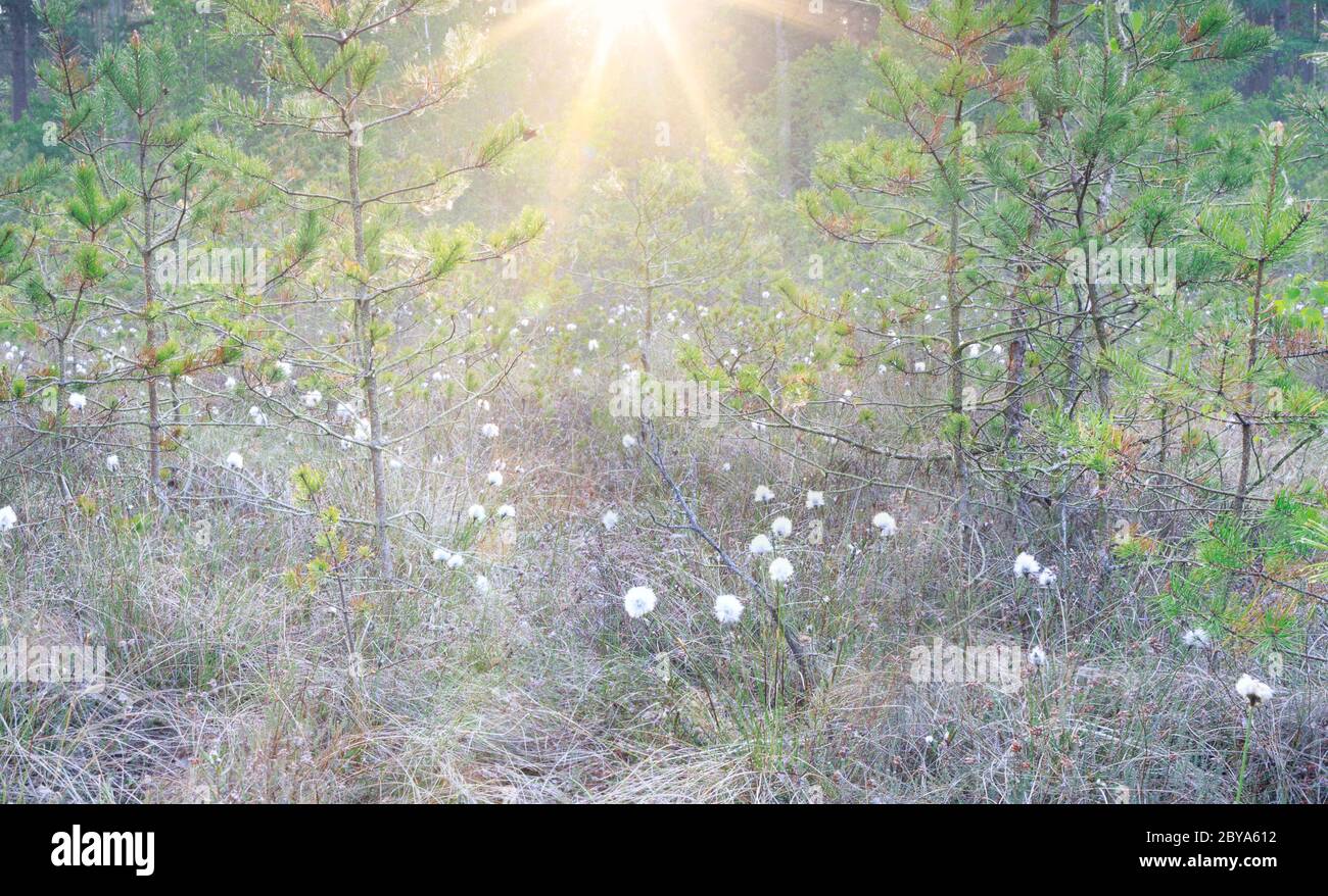 cotton grass on swamp in sunshine Stock Photo - Alamy