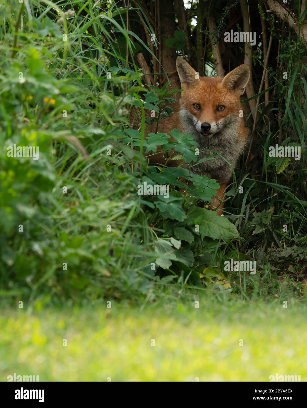 A wild male Red Fox (Vulpes vulpes) emerging from the undergrowth, Warwickshire Stock Photo - Alamy