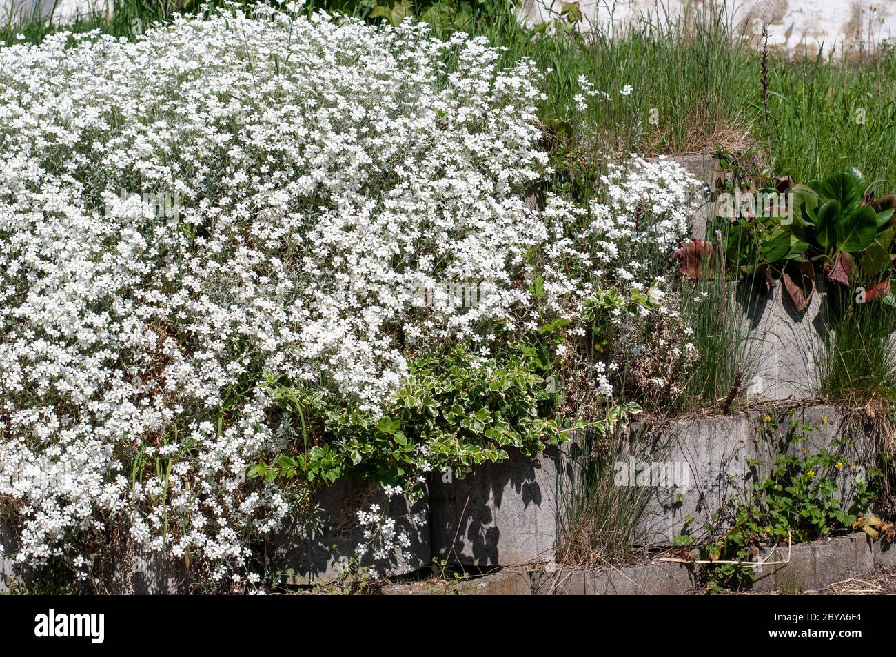 white ground cover plant cerastium tomentoseum growing on a wall of ...