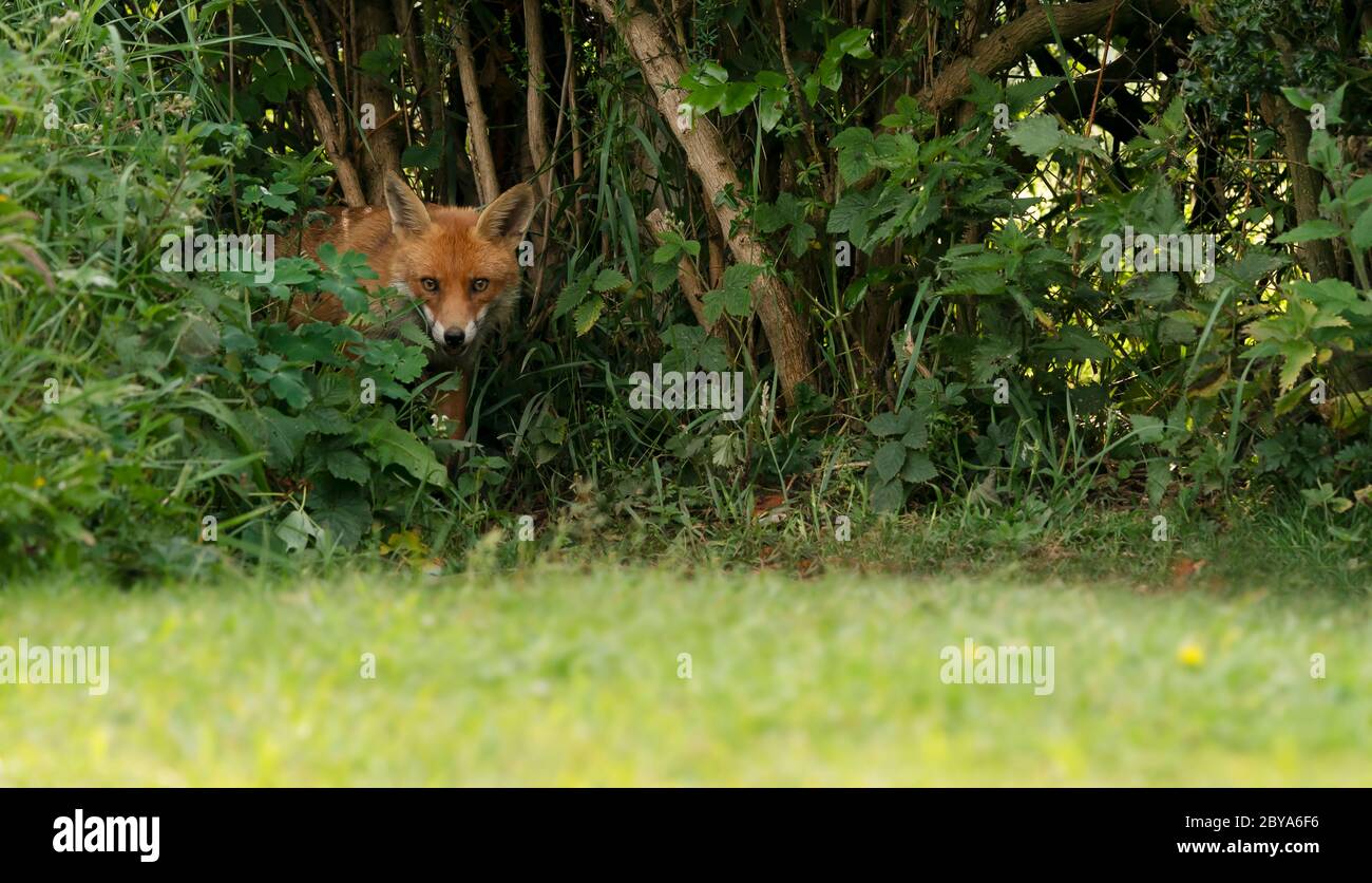 A wild male Red Fox (Vulpes vulpes) emerging from the undergrowth, Warwickshire Stock Photo - Alamy