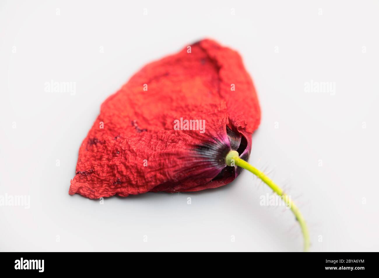 withered, wilted poppy flower, Symbolic old age Stock Photo - Alamy