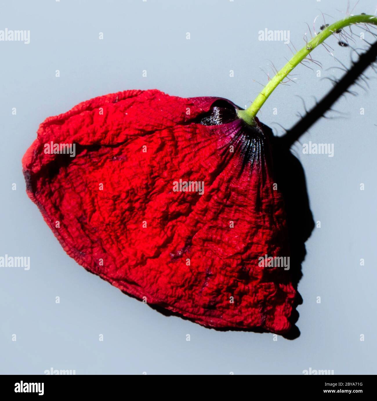 withered, wilted poppy flower, Symbolic old age Stock Photo - Alamy