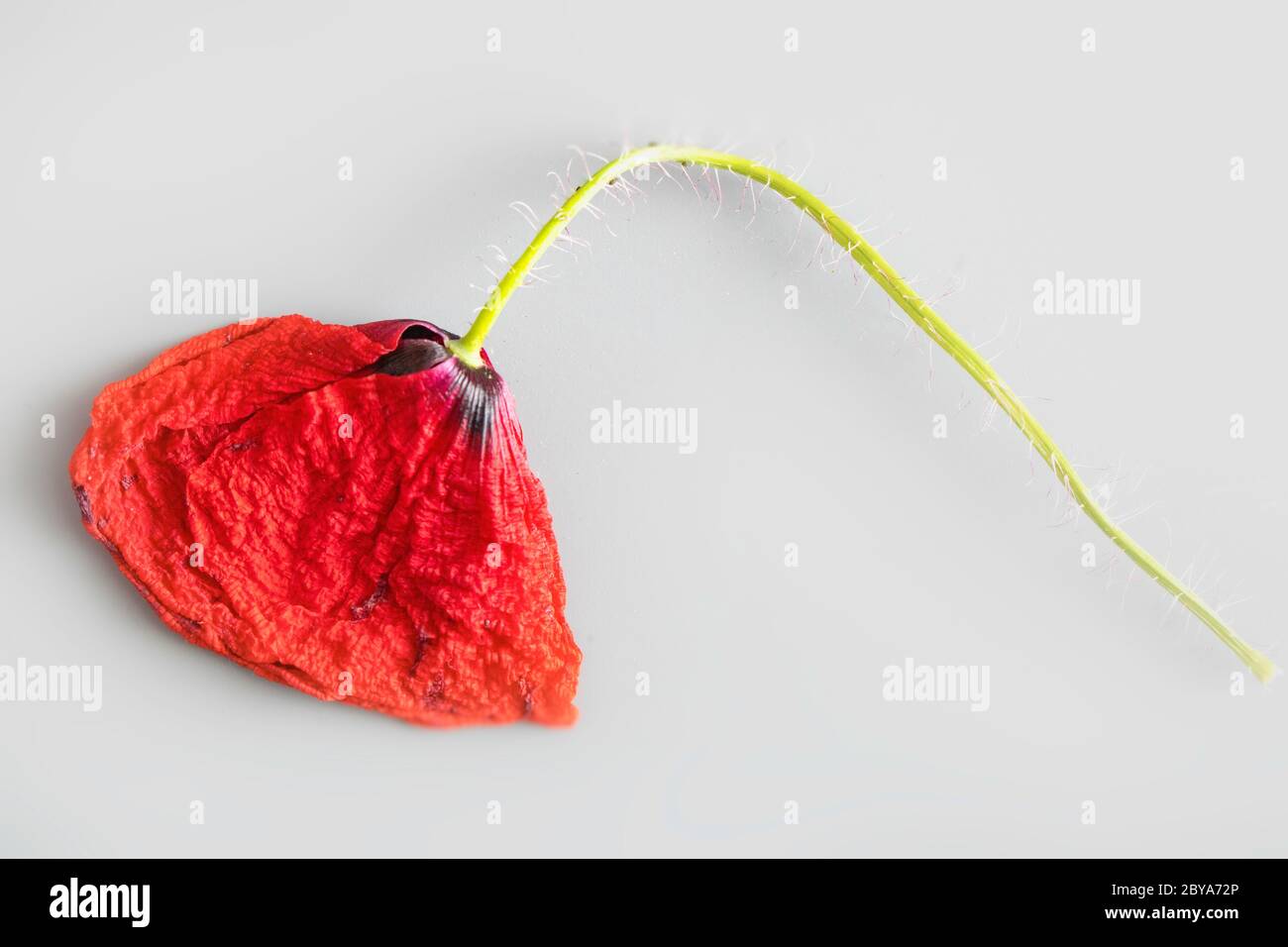 withered, wilted poppy flower, Symbolic old age Stock Photo - Alamy