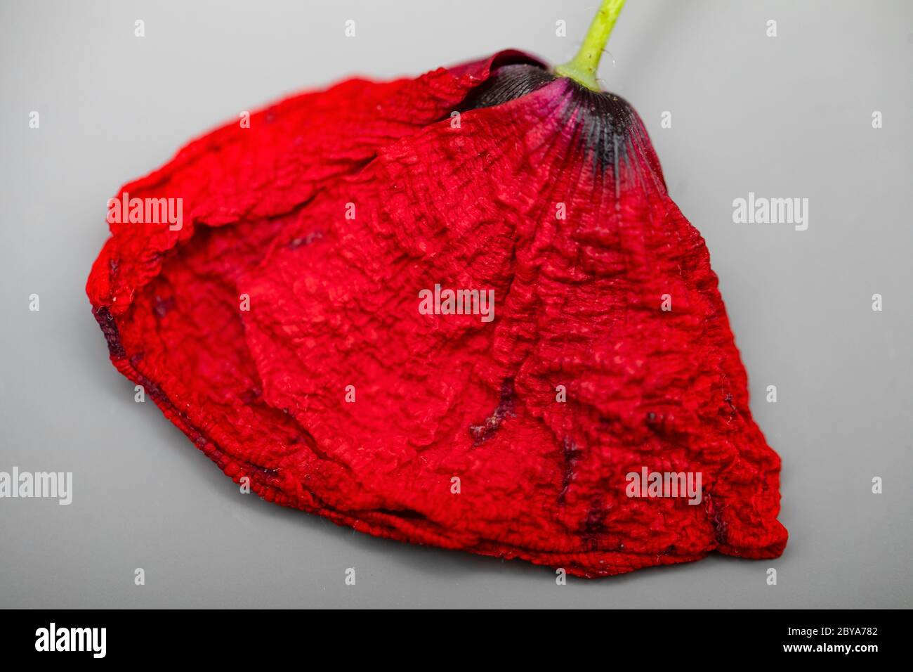 withered, wilted poppy flower, Symbolic old age Stock Photo - Alamy