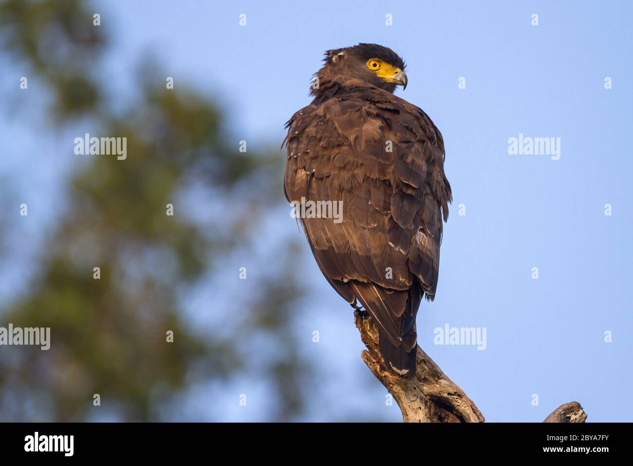 crested serpent eagle (Spilornis cheela) raptor bird on tree inside the ...
