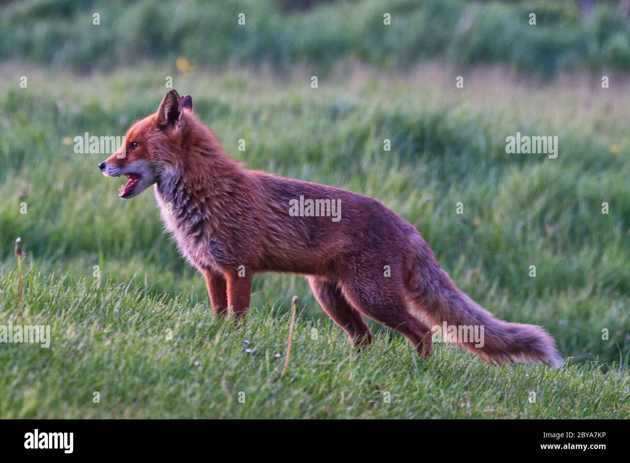 Largest true fox hi-res stock photography and images - Alamy