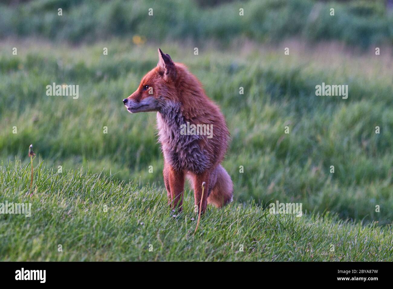 True red fox hi-res stock photography and images - Alamy
