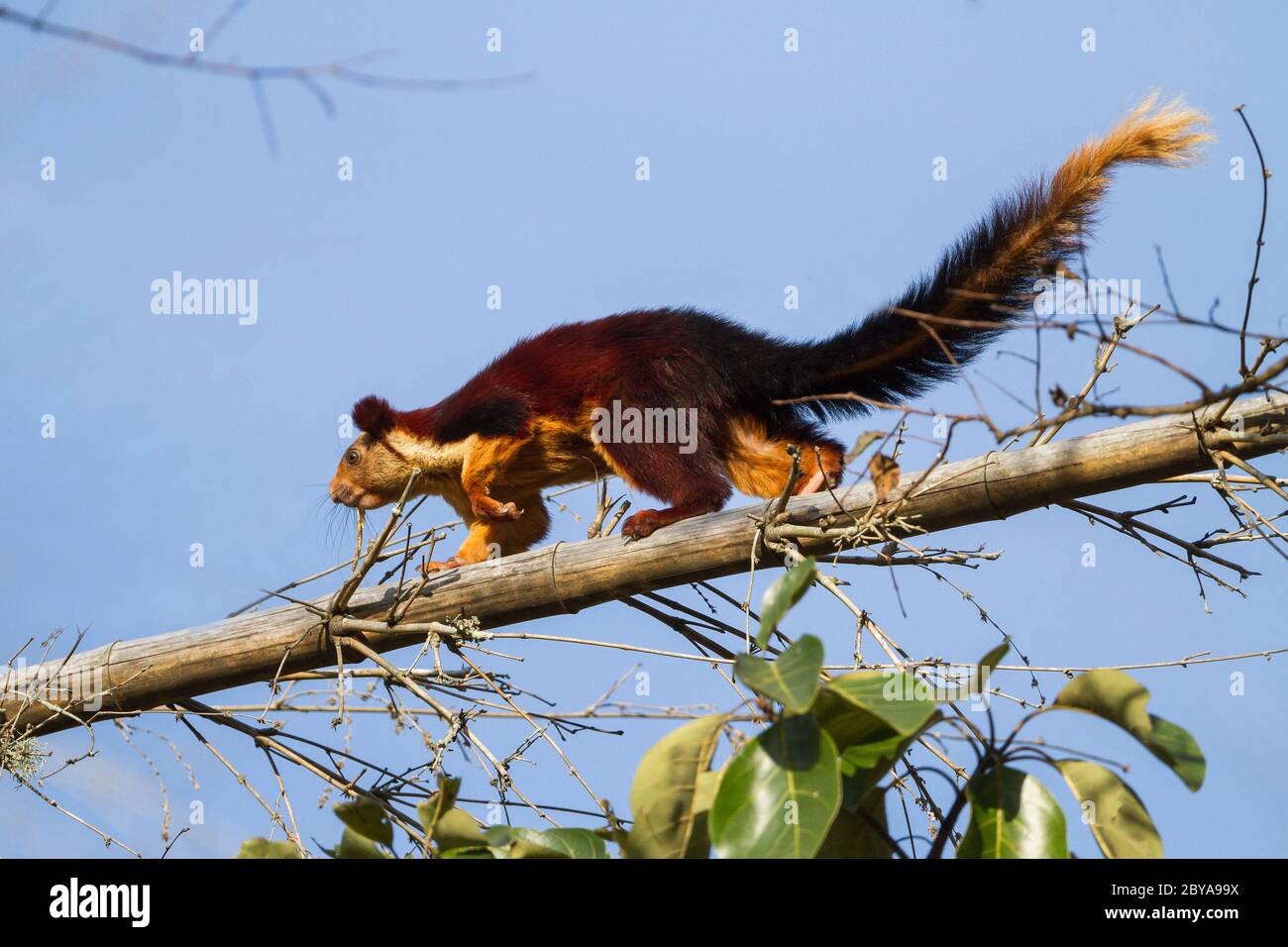 The Indian giant squirrel or Malabar giant squirrel (Ratufa indica ...