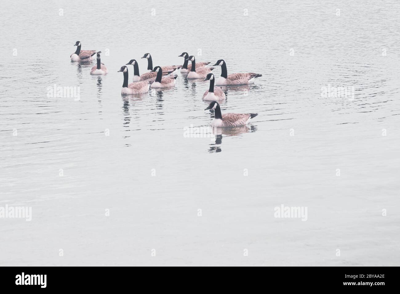 High Key Style High Resolution Stock Photography and Images - Alamy