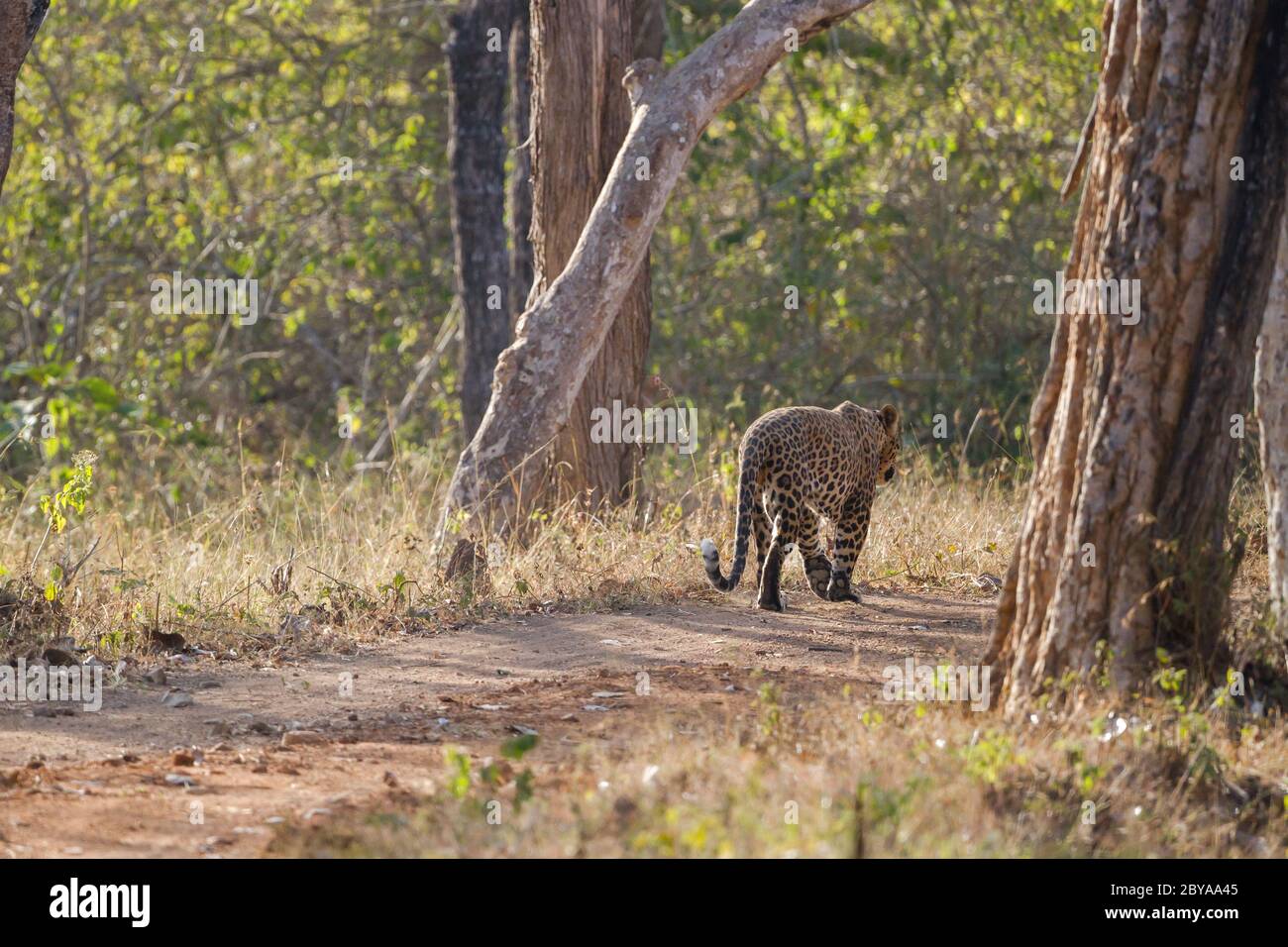 The Indian leopard (Panthera pardus fusca) inside the Bandipur National ...