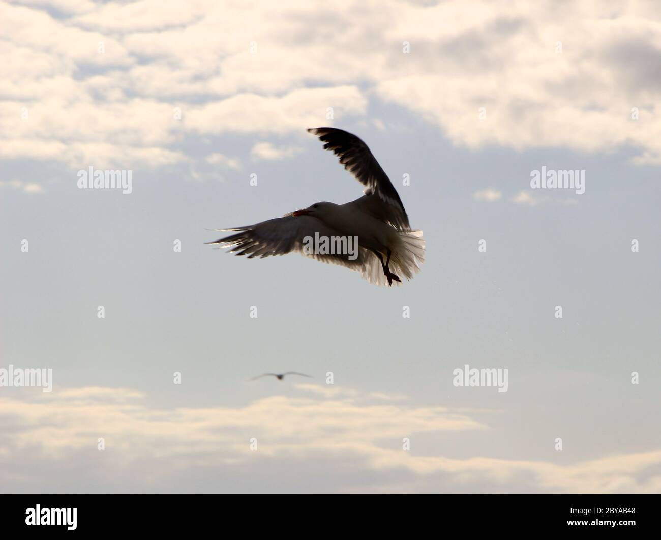 Two yellow-legged gulls Larus michahellis sea gulls in flight Stock ...