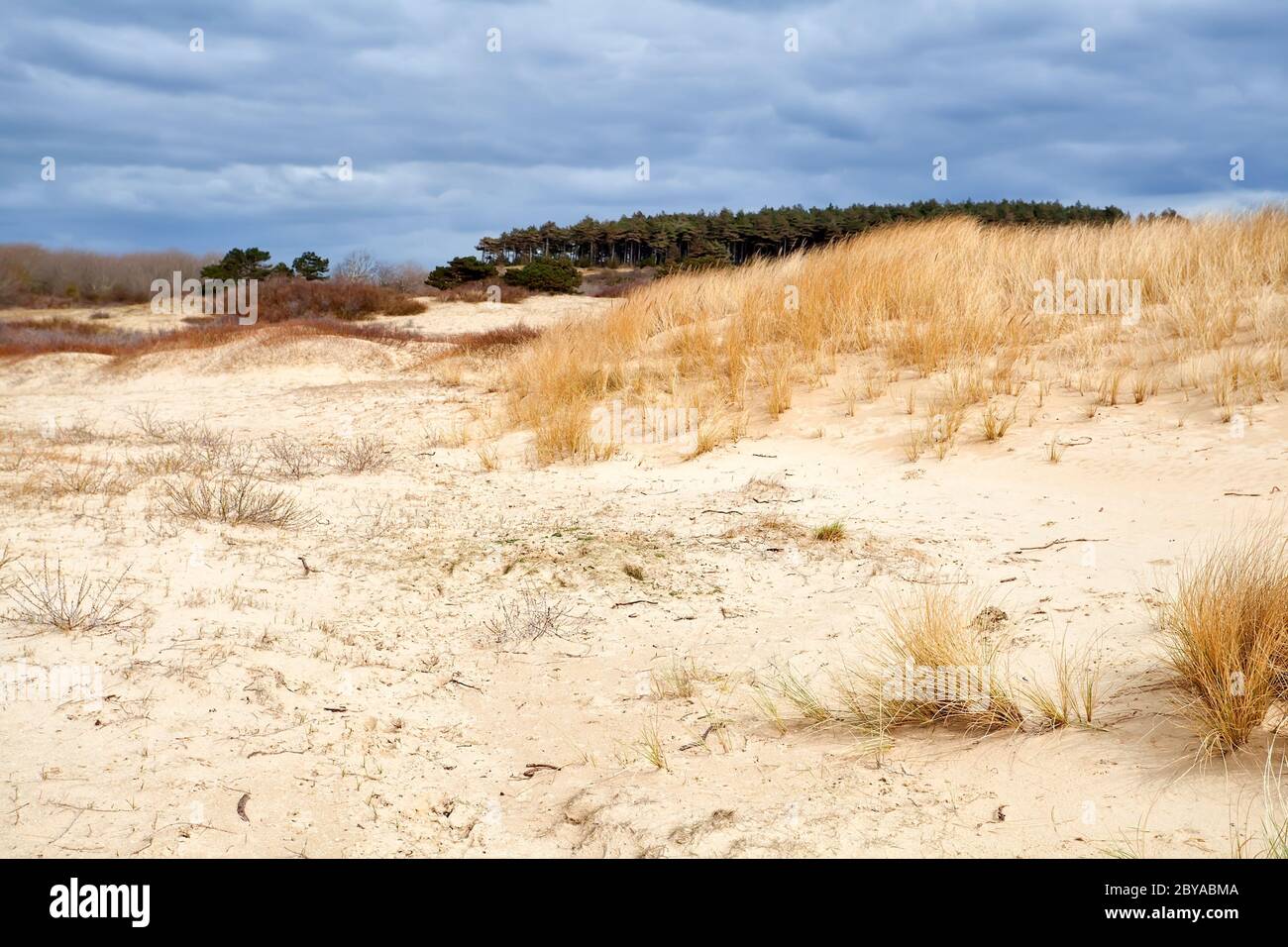 sand dunes by Haarlem Stock Photo - Alamy