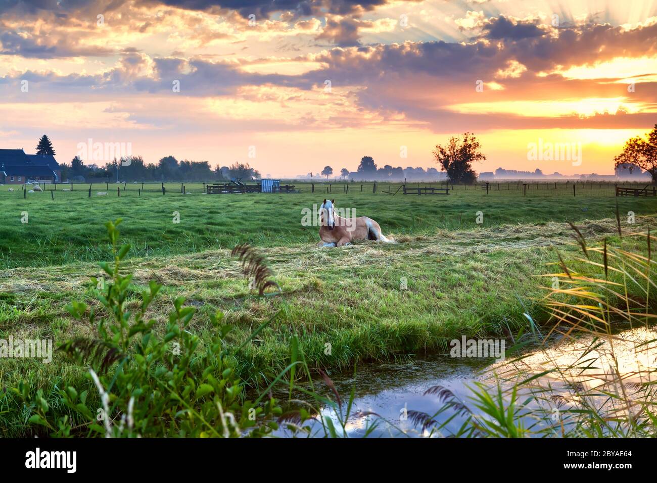 Relaxed horse hi-res stock photography and images - Alamy