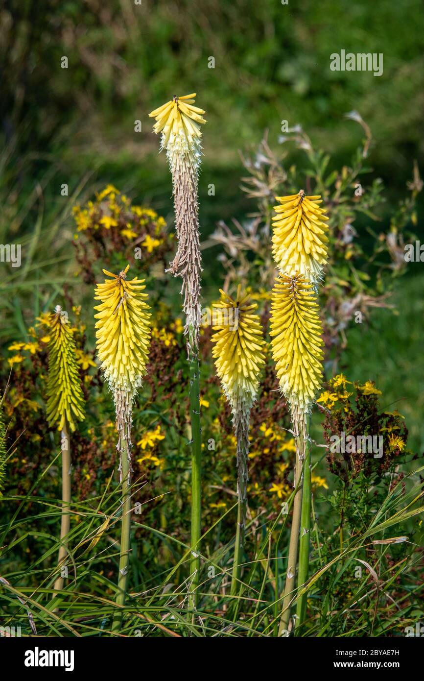 Yellow torch lily hi-res stock photography and images - Alamy