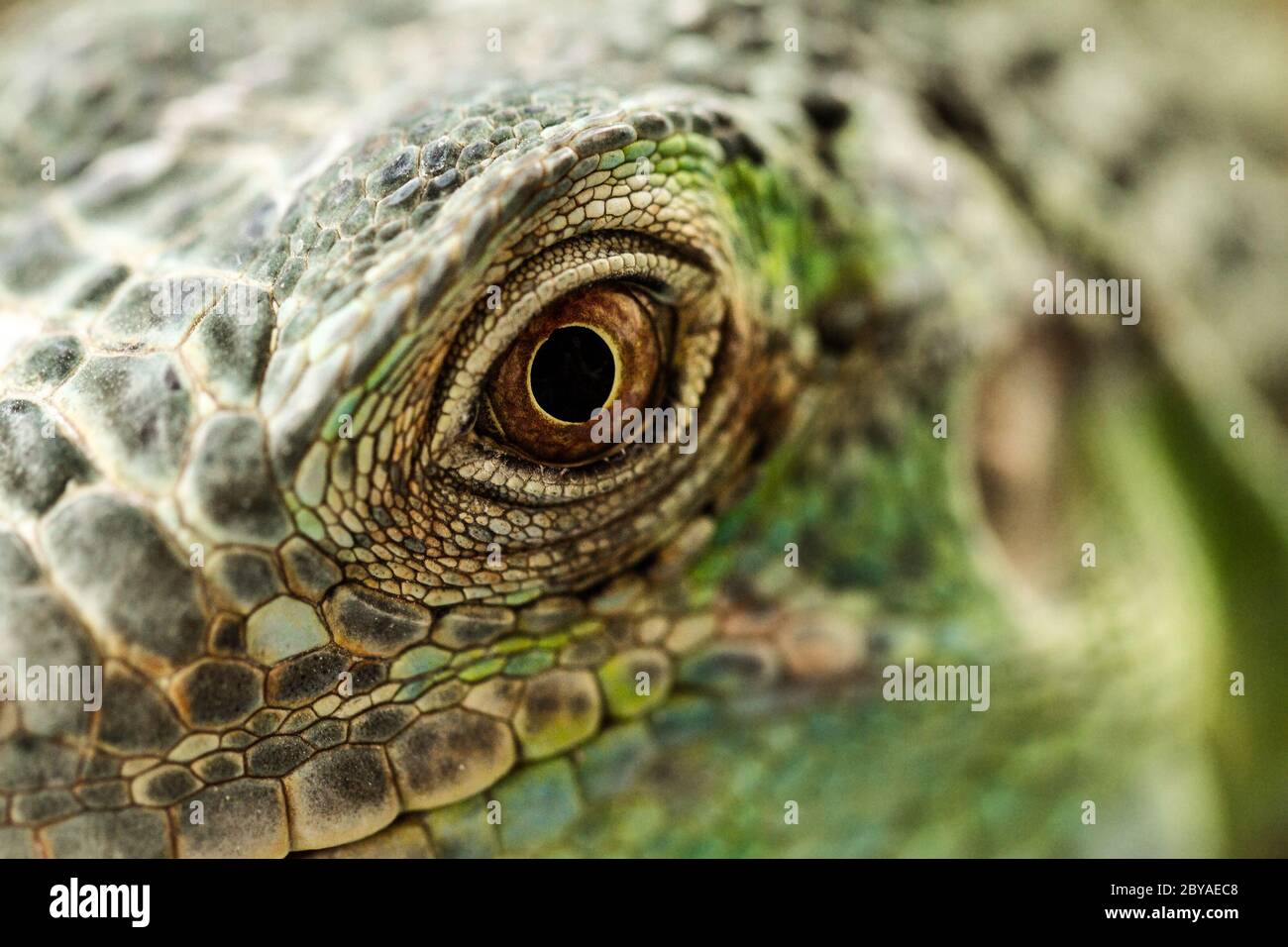 Iguana eye hi-res stock photography and images - Alamy