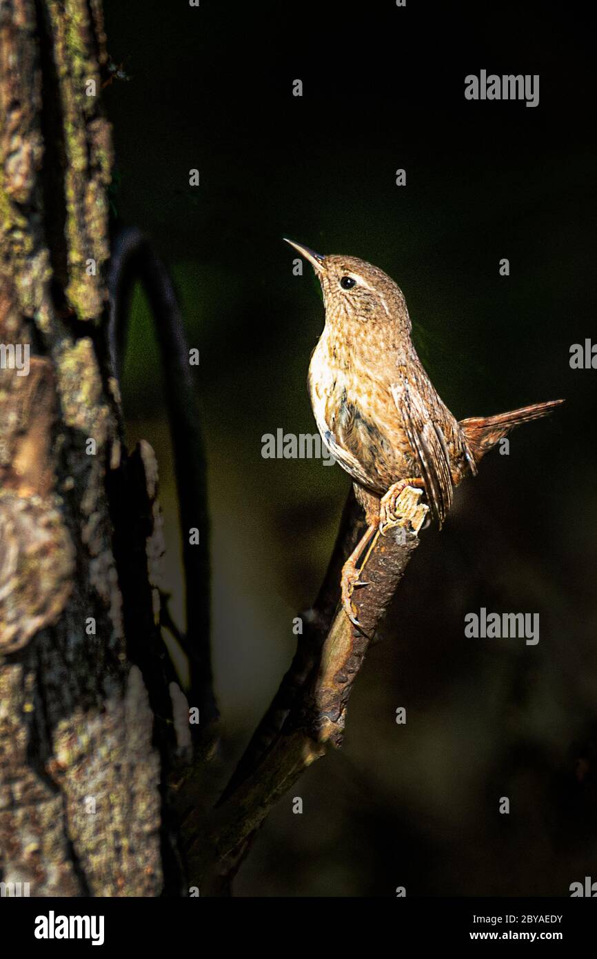 Wren environment hi-res stock photography and images - Alamy