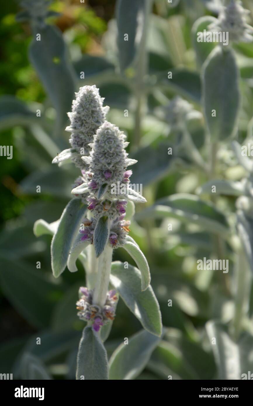 Silver lamb ear hi-res stock photography and images - Alamy