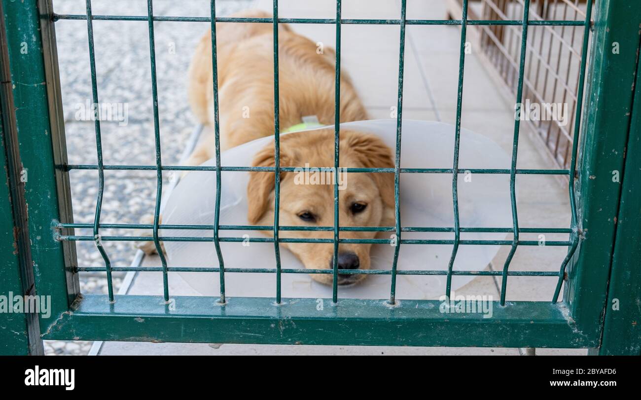 Dog in cage after surgery hi-res stock photography and images - Alamy