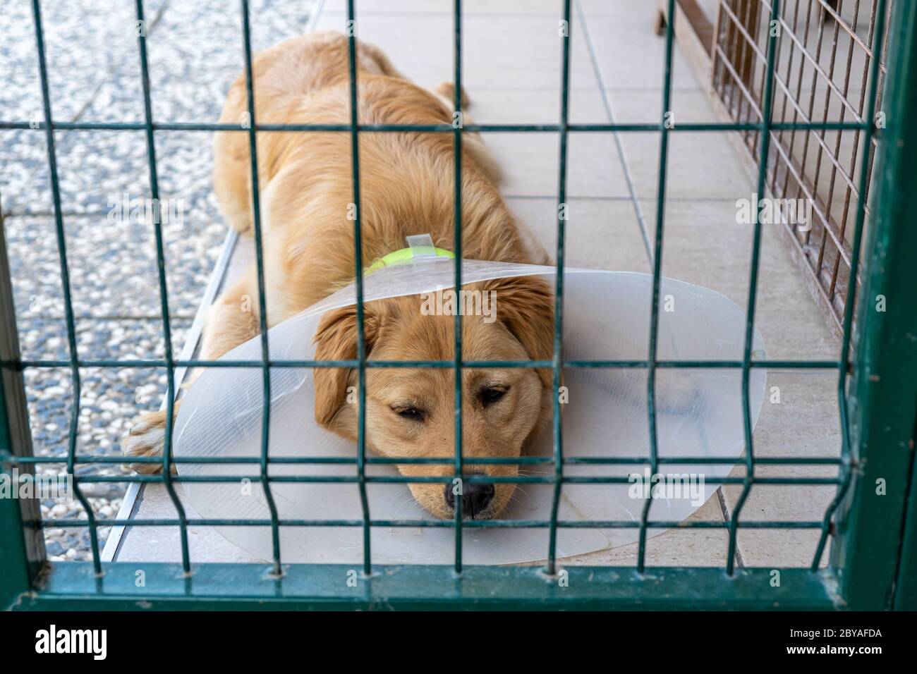 Dog in cage after surgery hi-res stock photography and images - Alamy