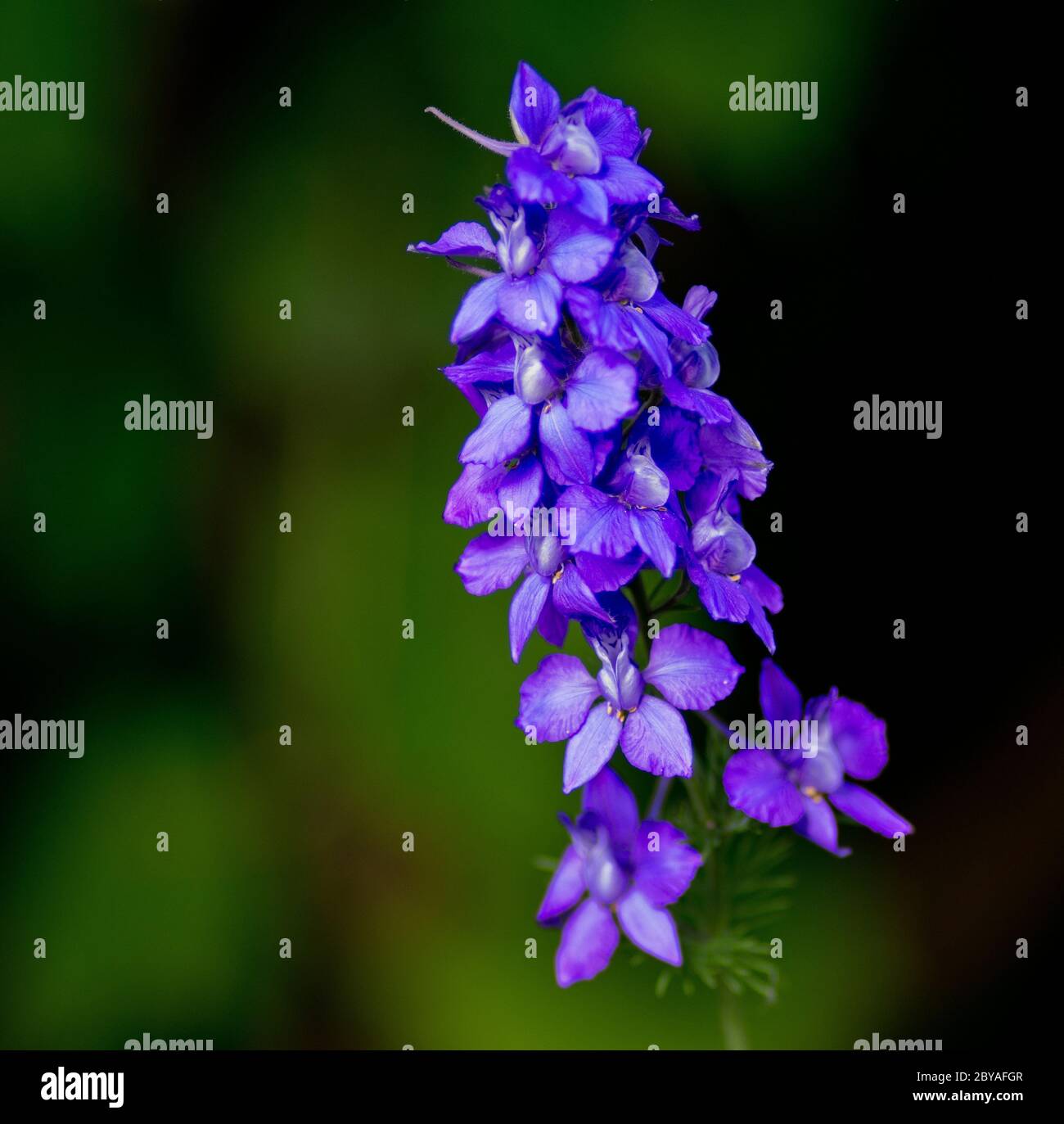 Flower of Delphinium Stock Photo - Alamy