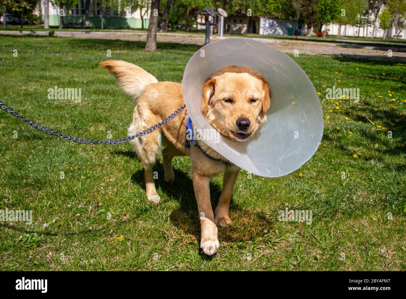 Veterinarian dog cone collar hi-res stock photography and images - Alamy