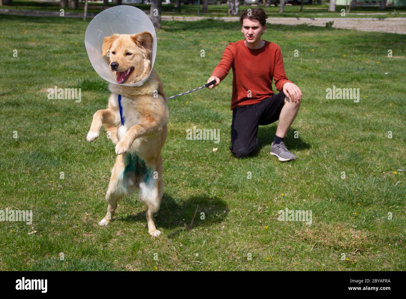 boy playing with angry golden retriever at park wearing cone collar ...