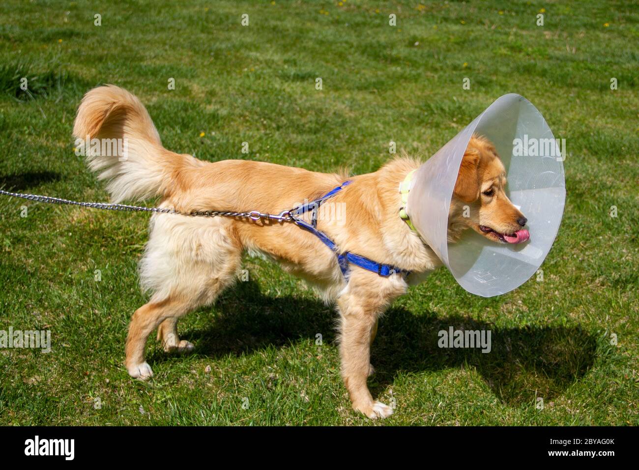 Veterinarian dog cone collar hi-res stock photography and images - Alamy