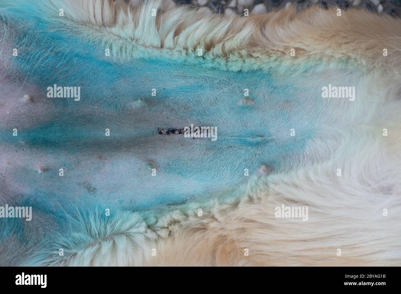 Closeup of a sutured incision on a young dog's lower abdomen a day ...