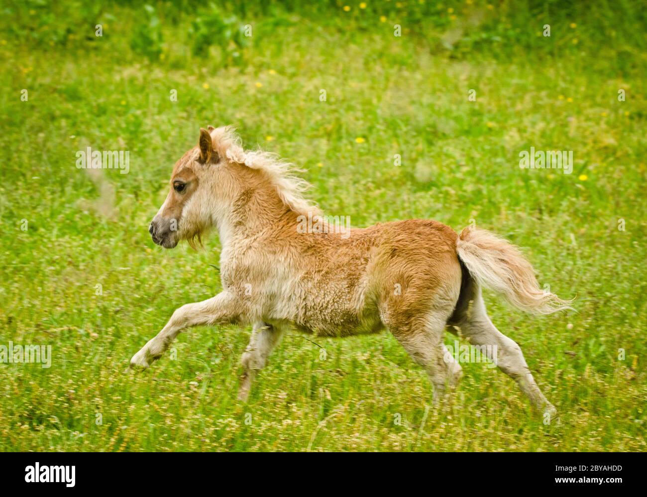 Galop High Resolution Stock Photography and Images - Alamy
