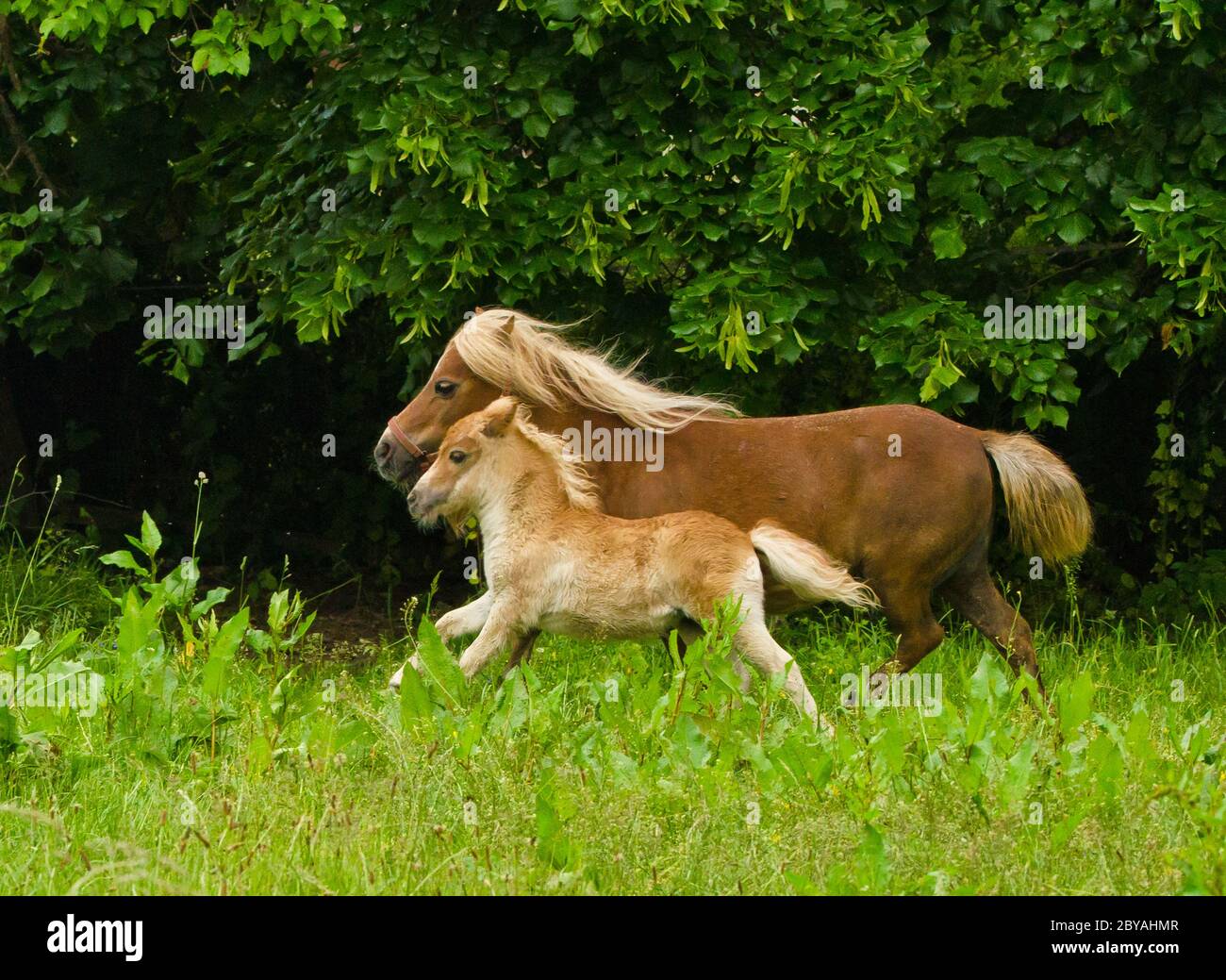 A very small and cute foal of a chestnut shetland pony, near to it`s ...