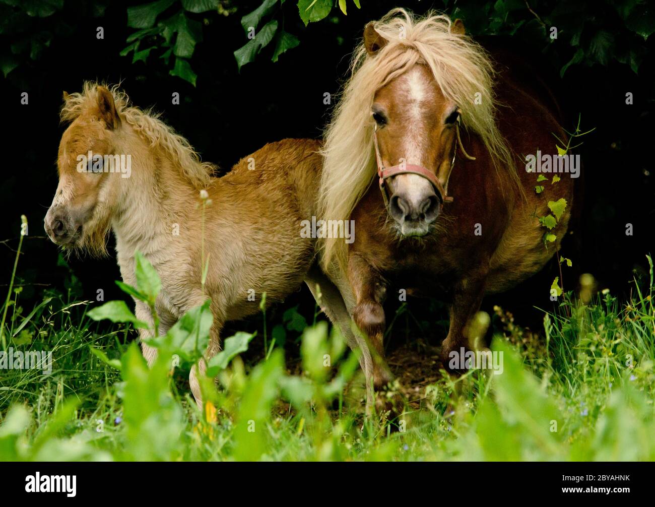 Cute Child Pony High Resolution Stock Photography and Images - Alamy
