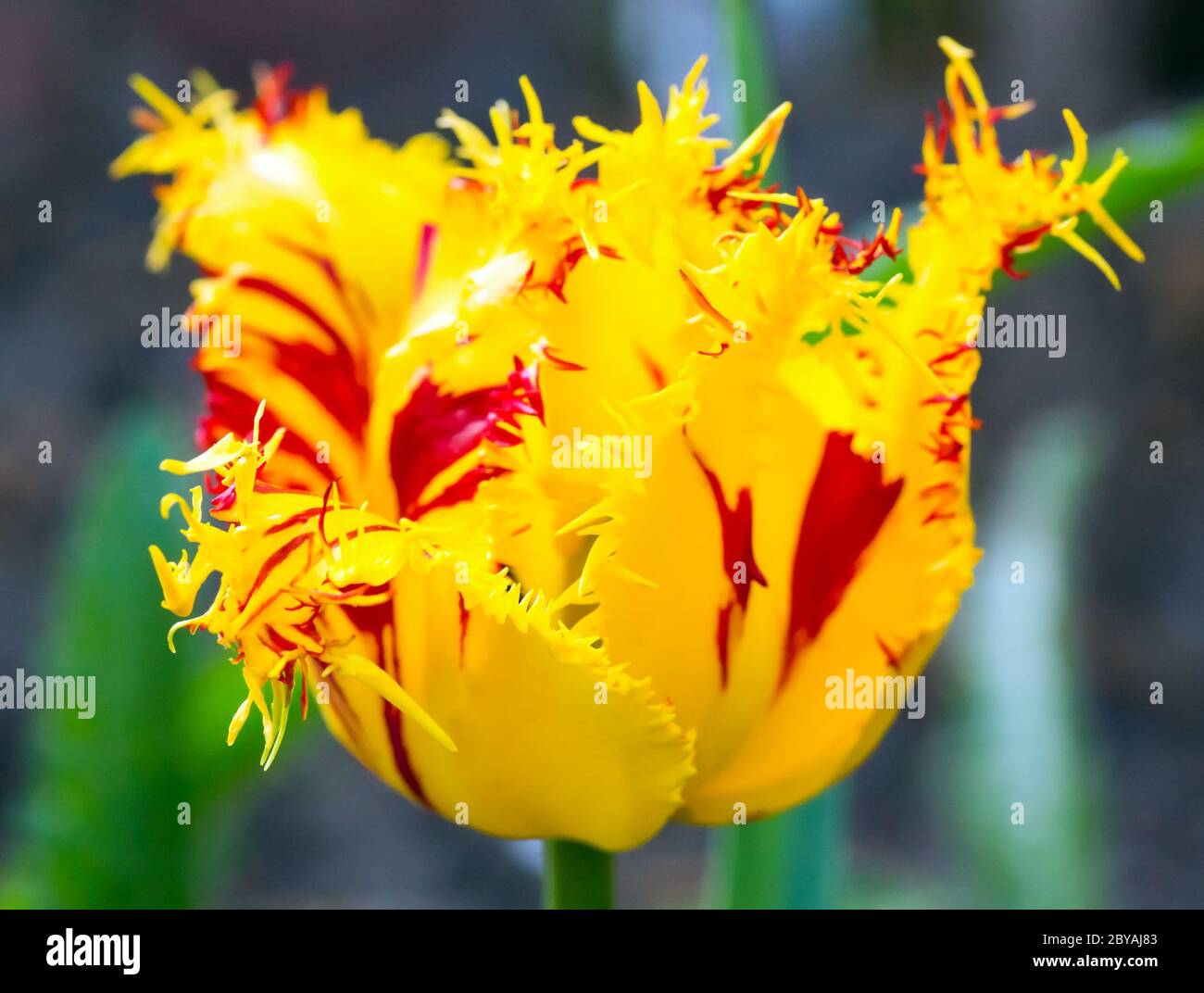 Fringe petal hi-res stock photography and images - Alamy
